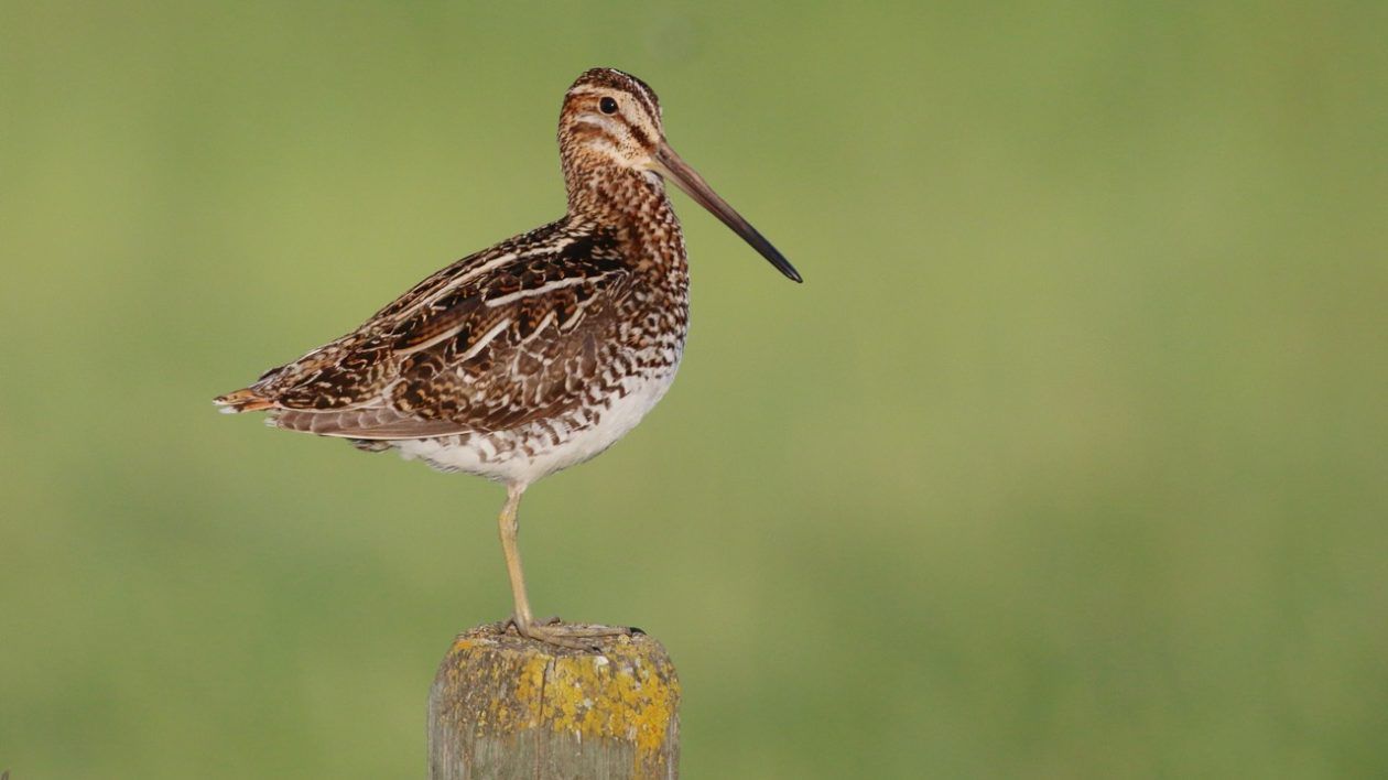 Camp Creature - The Common Snipe - Camp Foley, Minnesota