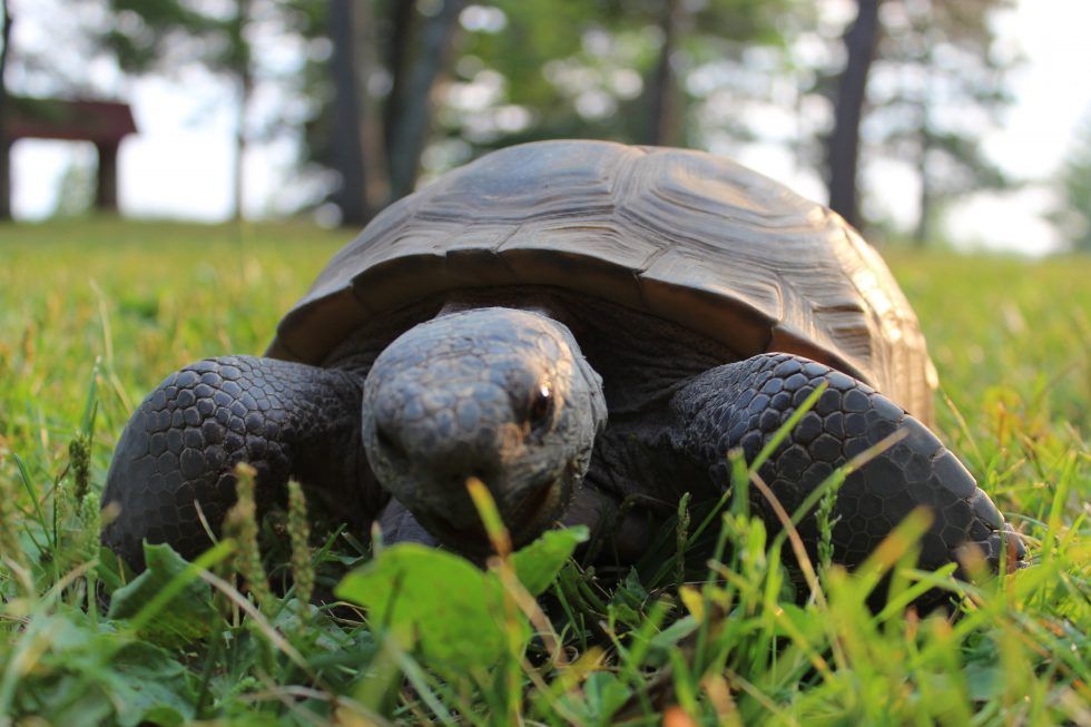 Camp Foley: The Best Co-Ed Minnesota Summer Camp